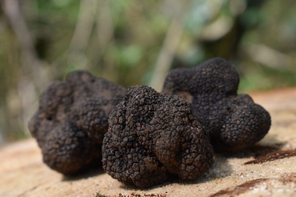 Italy Truffles – The Ultimate Guide to Italian Truffle Culture - ITALIA MIA